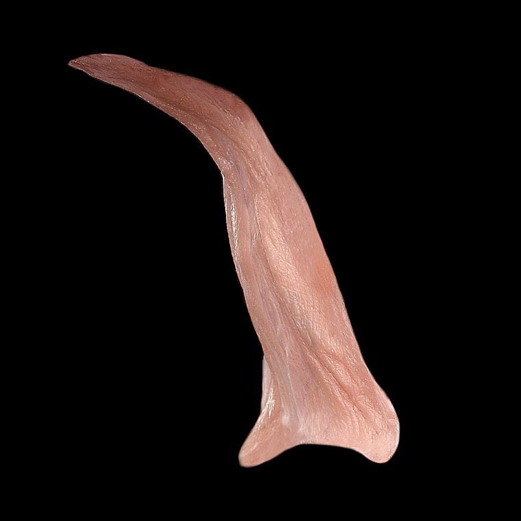 NK4 - Old Age Neck Wattle Male - MFX Warehouse